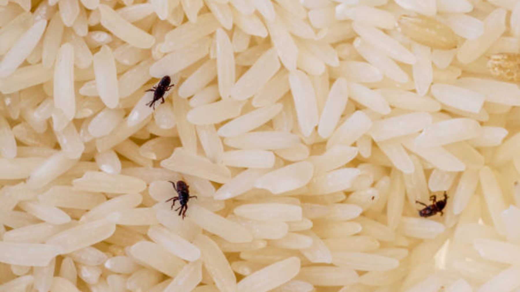 El truco sencillo de los expertos para eliminar los gorgojos de tu despensa