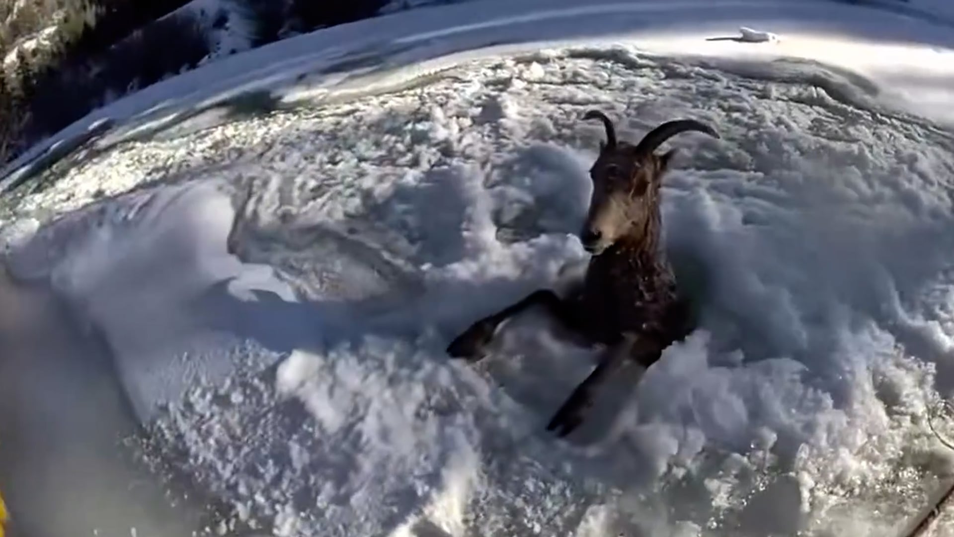Dramatic rescue frees bighorn sheep trapped in icy Taylor River