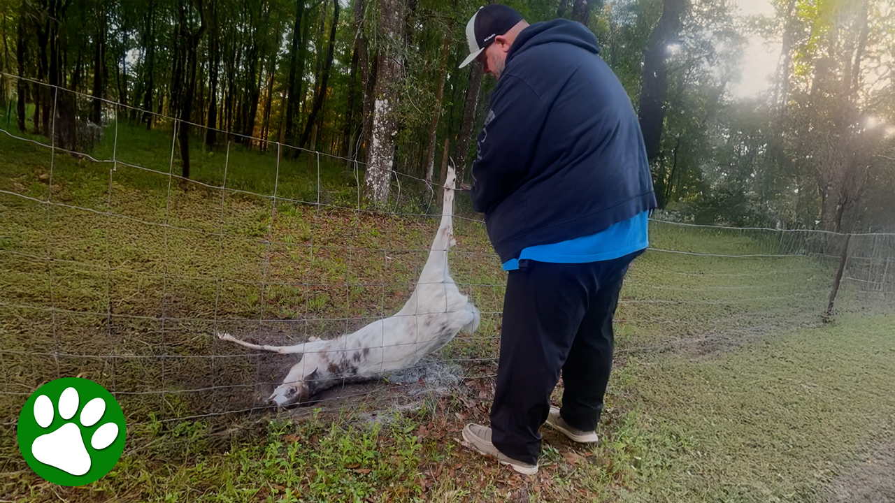 Hero saves unusual white deer trapped in fence