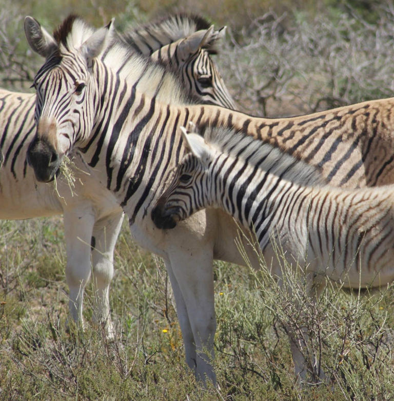 Rare dwarf Nguni calf born at Western Cape wine estate