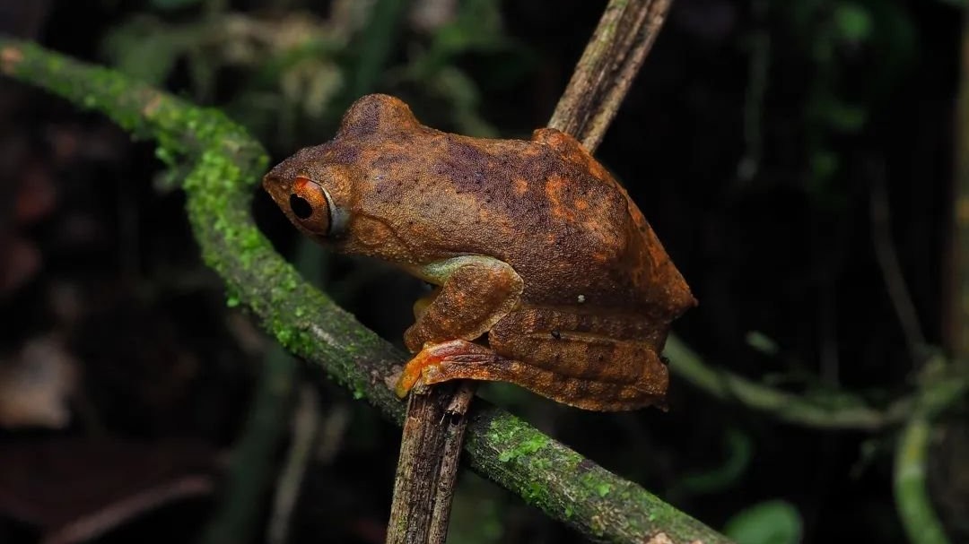 Flying frogs: Watch how China's tree frogs stick perfect mid-air landings