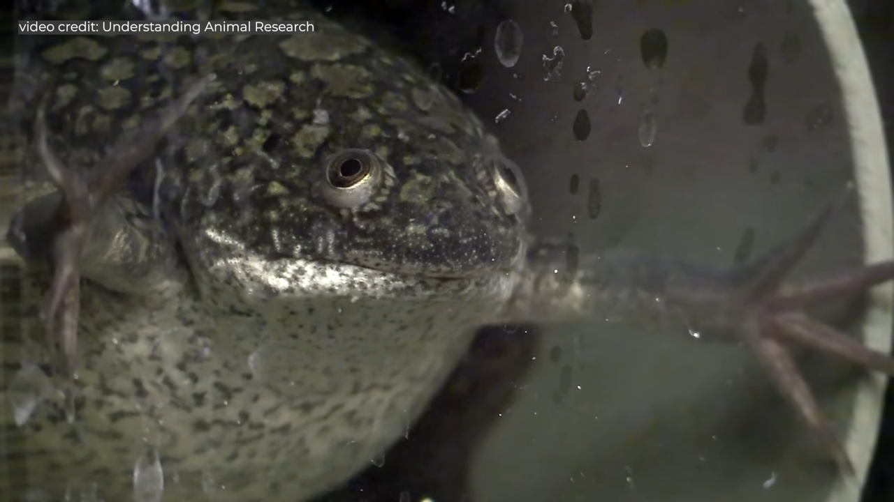 This lab-made frog started nature’s doomsday?