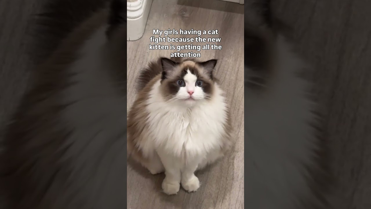 Older cat annoyed as kitten steals all the attention