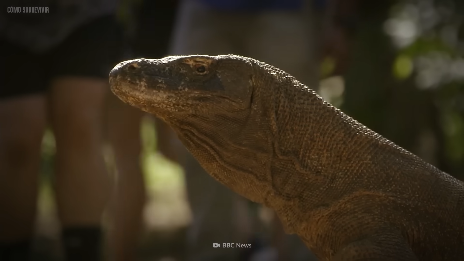 Qué ocurrió cuando Muhammad Anwar cayó en territorio de dragones de Komodo