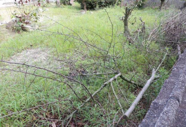 Homeowner concerned after noticing dangerous yard feature installed by ...