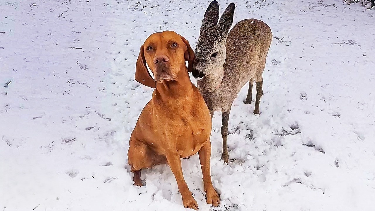 This dog adopted a baby deer - and their friendship changed everything
