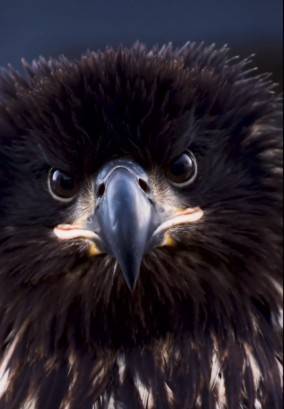 Staring contest with an eagle | Epic wildlife photography moment