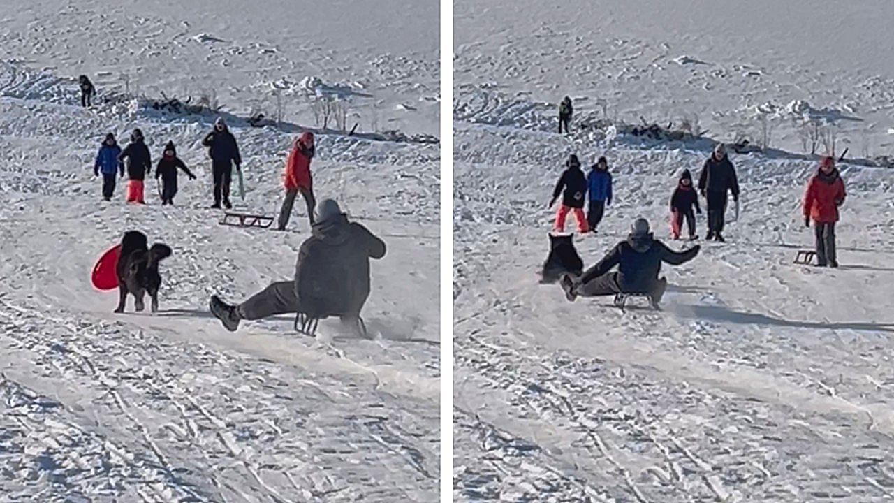 Un chien espiègle vole la vedette grâce à ses talents de lugeur ...