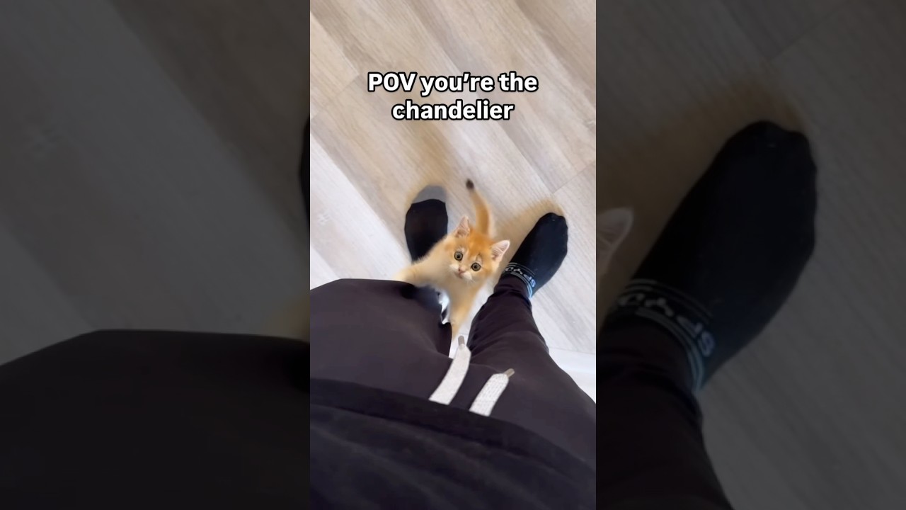 Curious cat thinks you’re a climbable chandelier