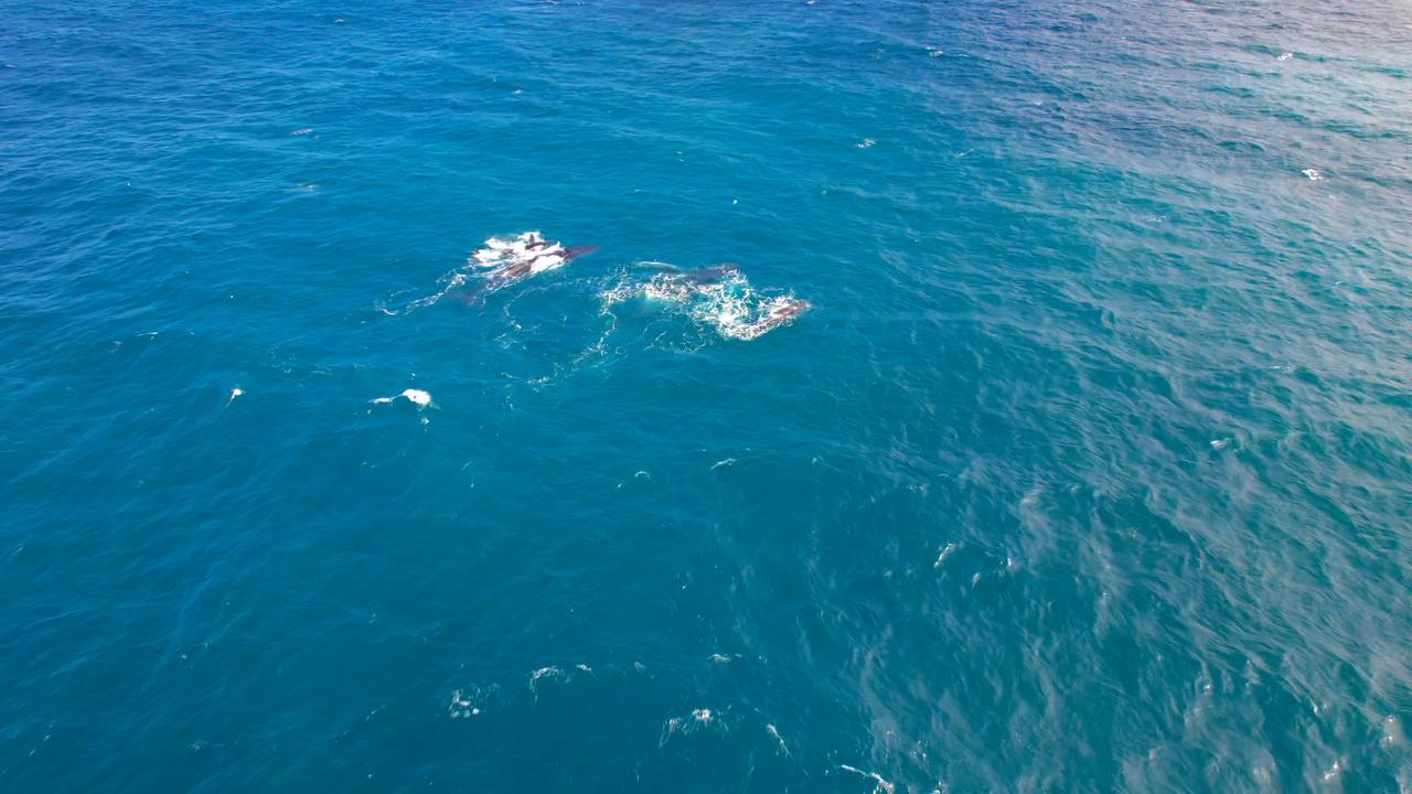 Humpback whales splash together