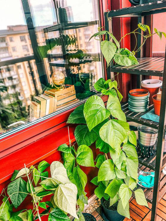 Si tu balcón es pequeño, esta es la planta perfecta para llenarlo de ...