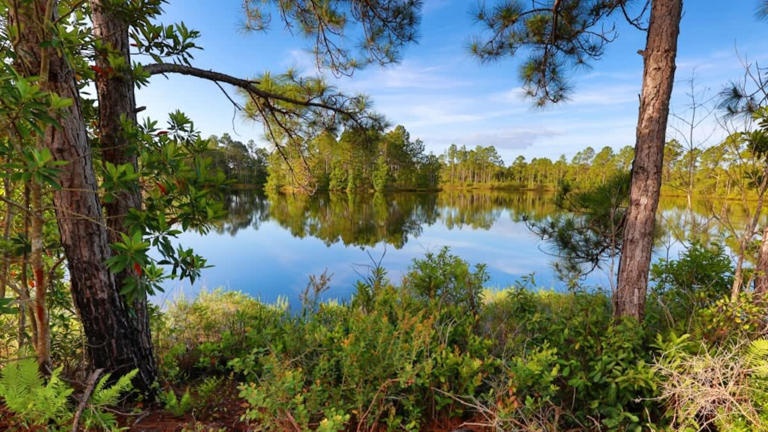 Who protects Florida’s wetlands when federal protections fade? | Column