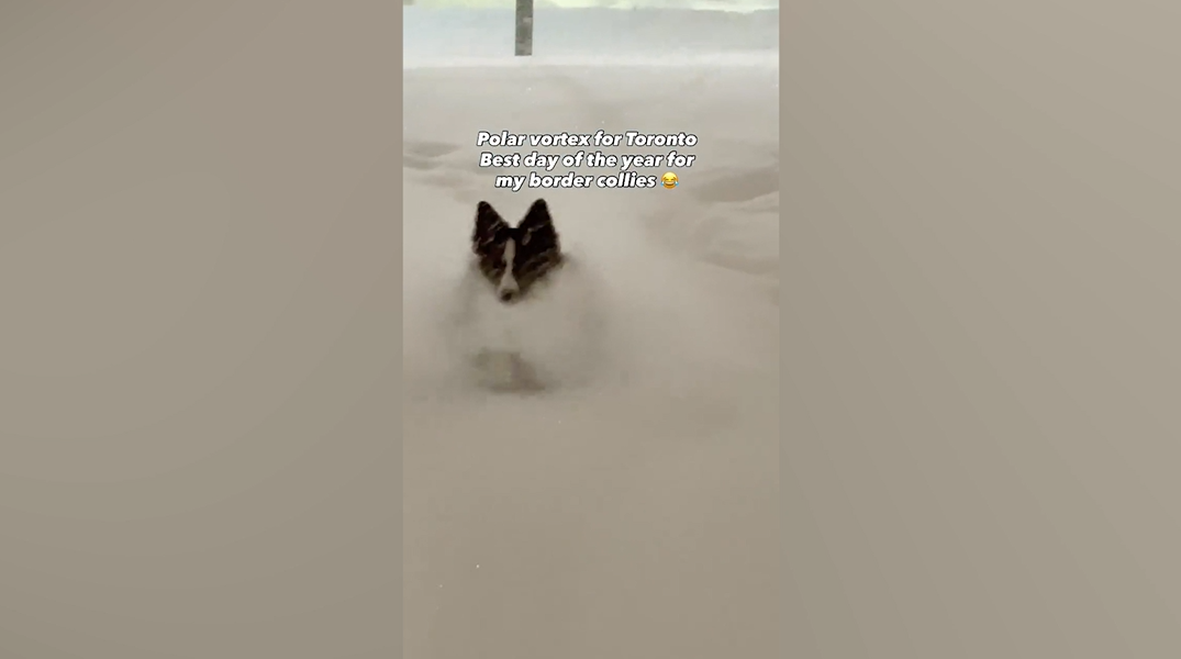 Videos reveal how dogs are handling the winter storm