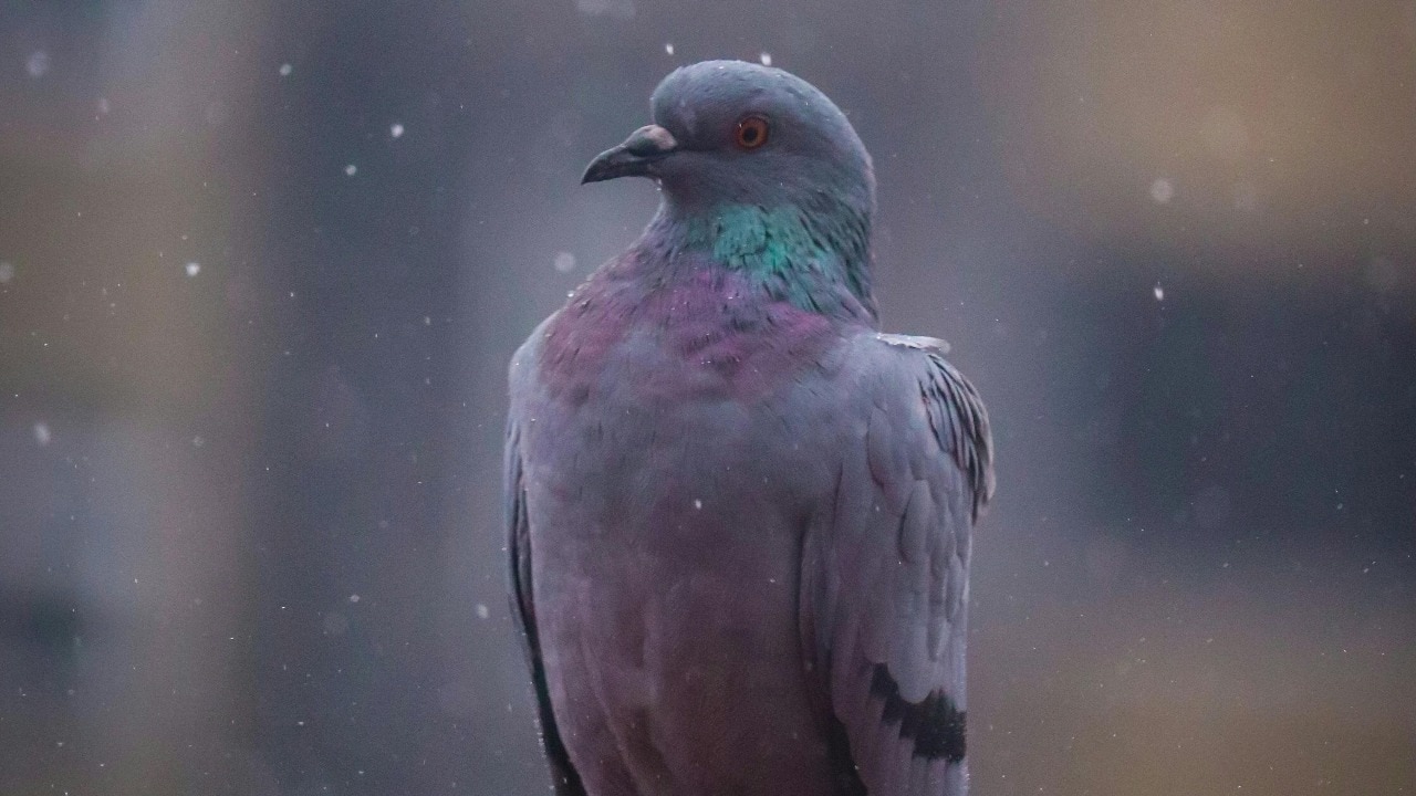 Instagram is asking: Why have you never seen a baby pigeon?