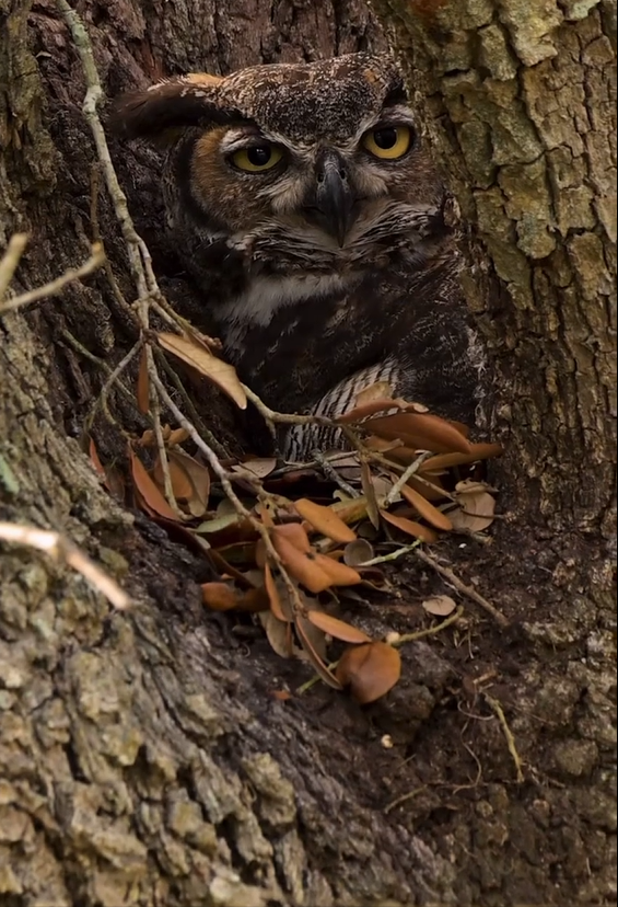 Hidden in plain sight | Incredible owl wildlife photography