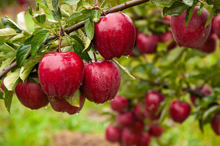 Not all apples are the same: These varieties contain the most health ...