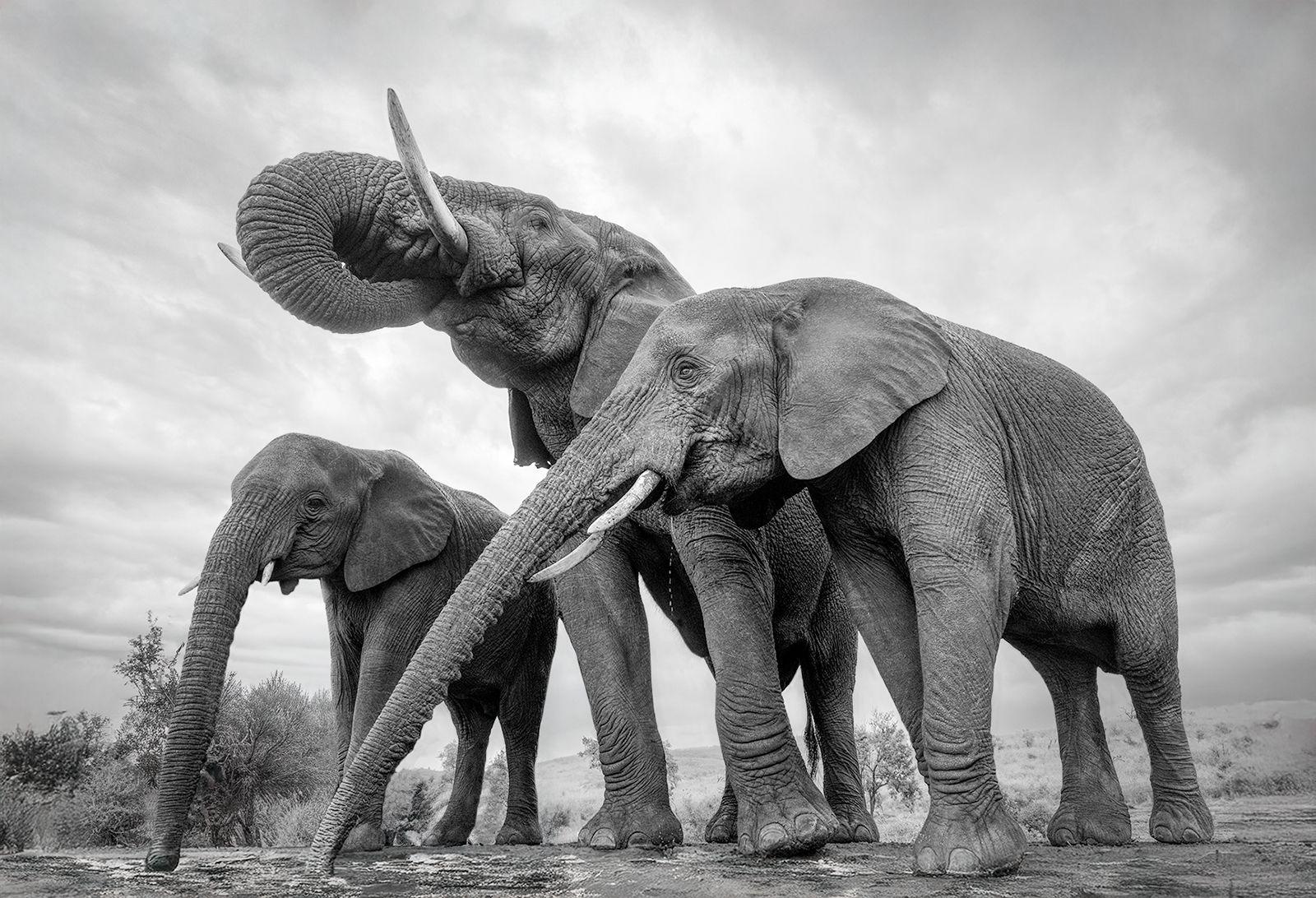 Leighton Buzzard Photographic Club: Photographic competition