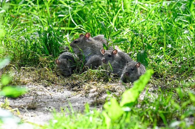 UK broadband provider plunges into administration after rats gnaw cables