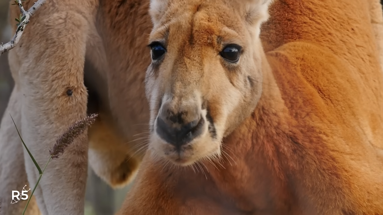 What makes kangaroos strong enough to kill a human