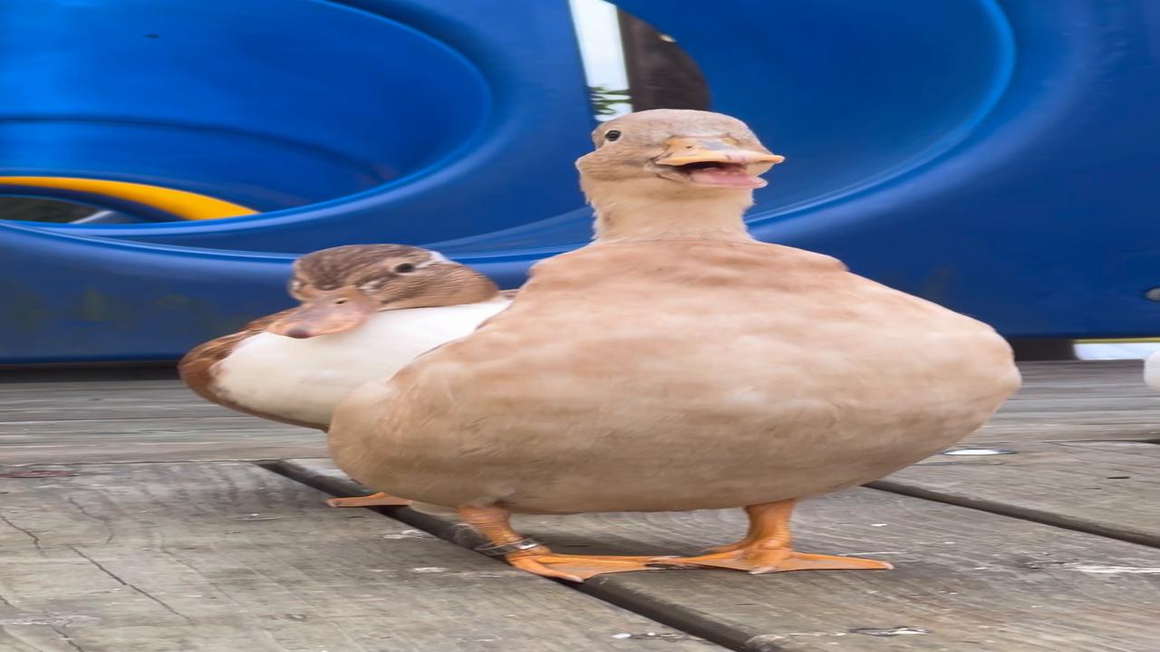 Ducks enjoy an afternoon at the playground