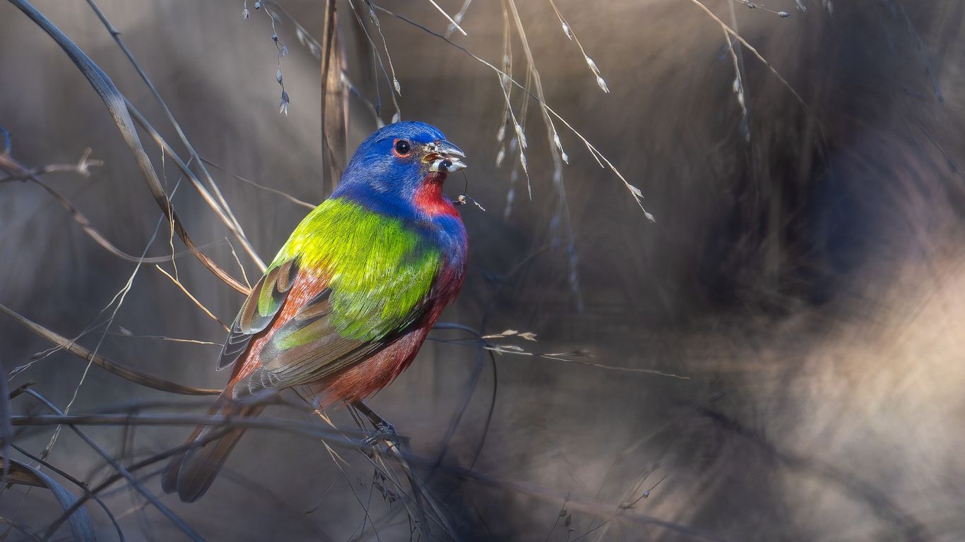 Painted bunting spotted again in Philadelphia