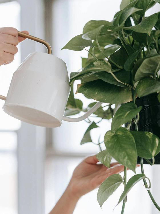 Si tu balcón es pequeño, esta es la planta perfecta para llenarlo de ...