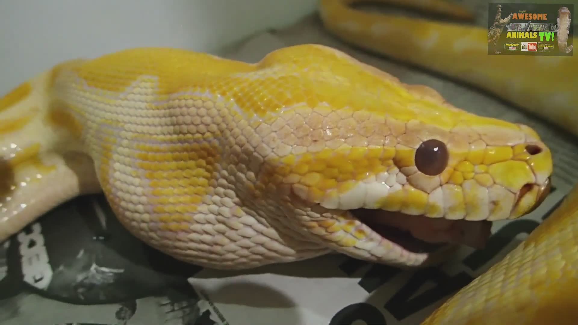 Feeding captive snakes chicken pieces