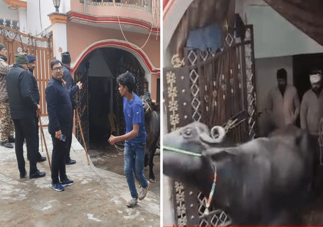 Lucknow shock: 19 cows and buffaloes found hidden in bedrooms and ...