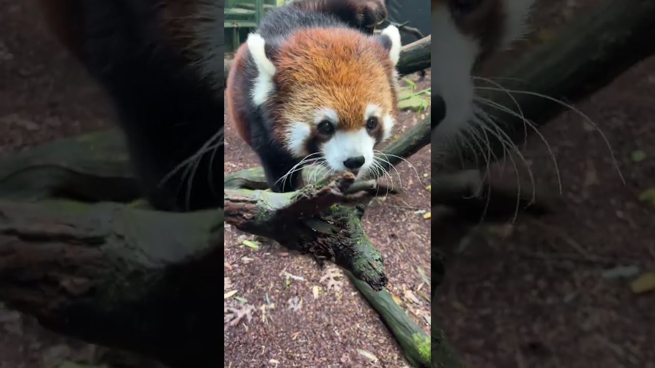 Red panda enjoys a sweet apple snack in the morning