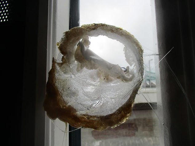 Grade II listed Victorian windows at Strangeways prison frustrate plans ...