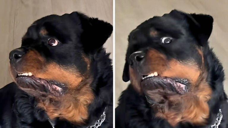 Confused rottweiler goes viral for his reaction to his owner’s wig