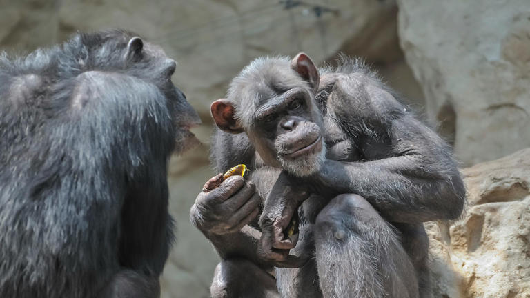 Humans have weaker ear muscles than chimps—yet some humans are still ...