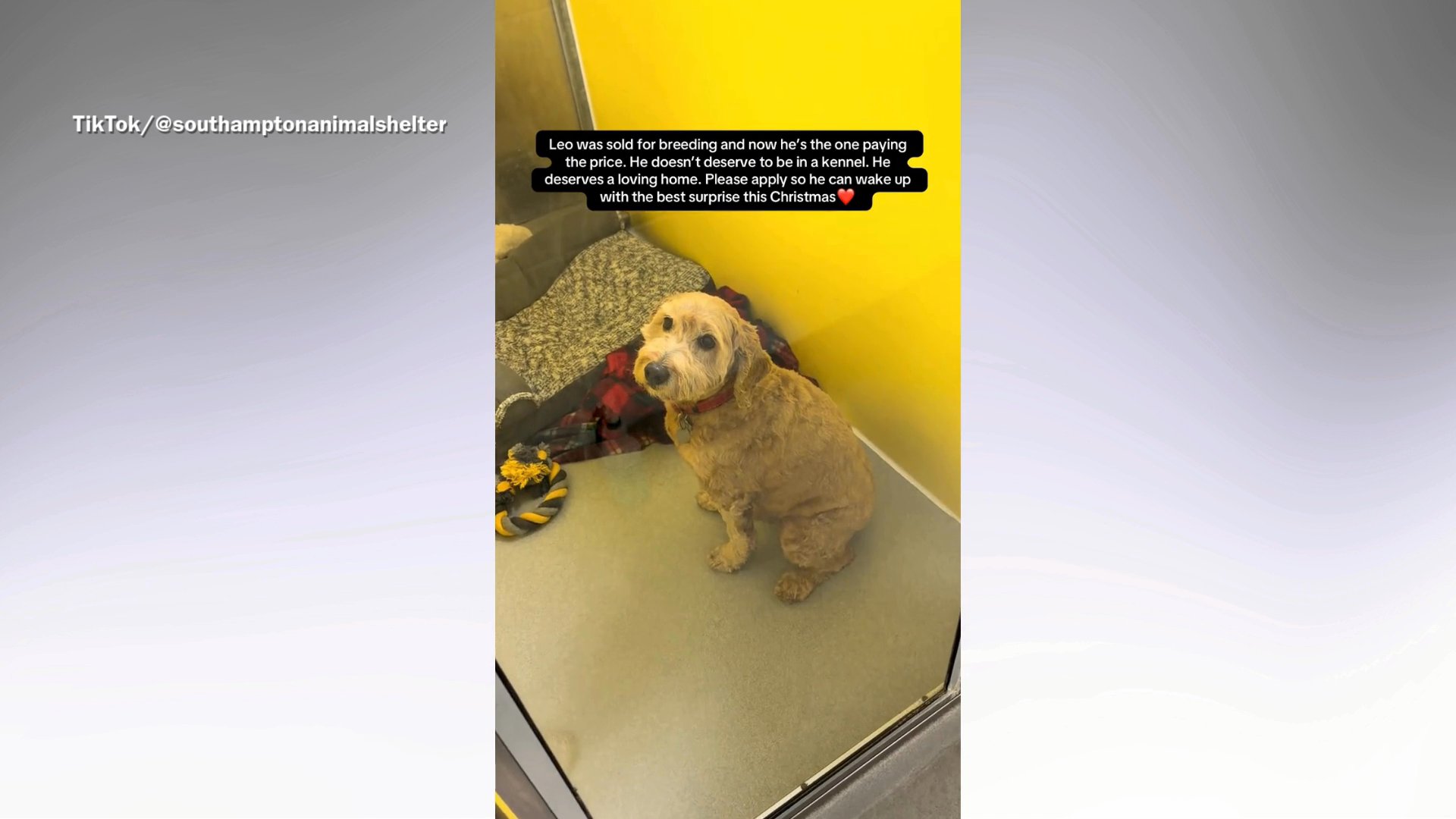 Dog saved from puppy mill adopted and returned twice–then someone saw him
