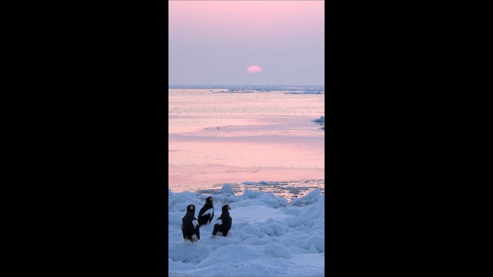 L'aquila di mare di Steller: la meraviglia della natura immortalata su ...