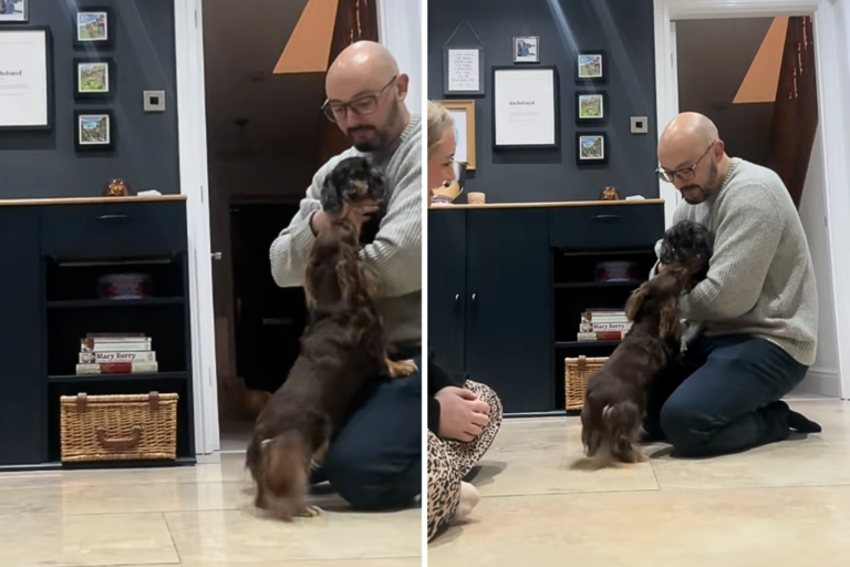 Miniature dachshund meets puppy sibling for first time—tears at what’s next