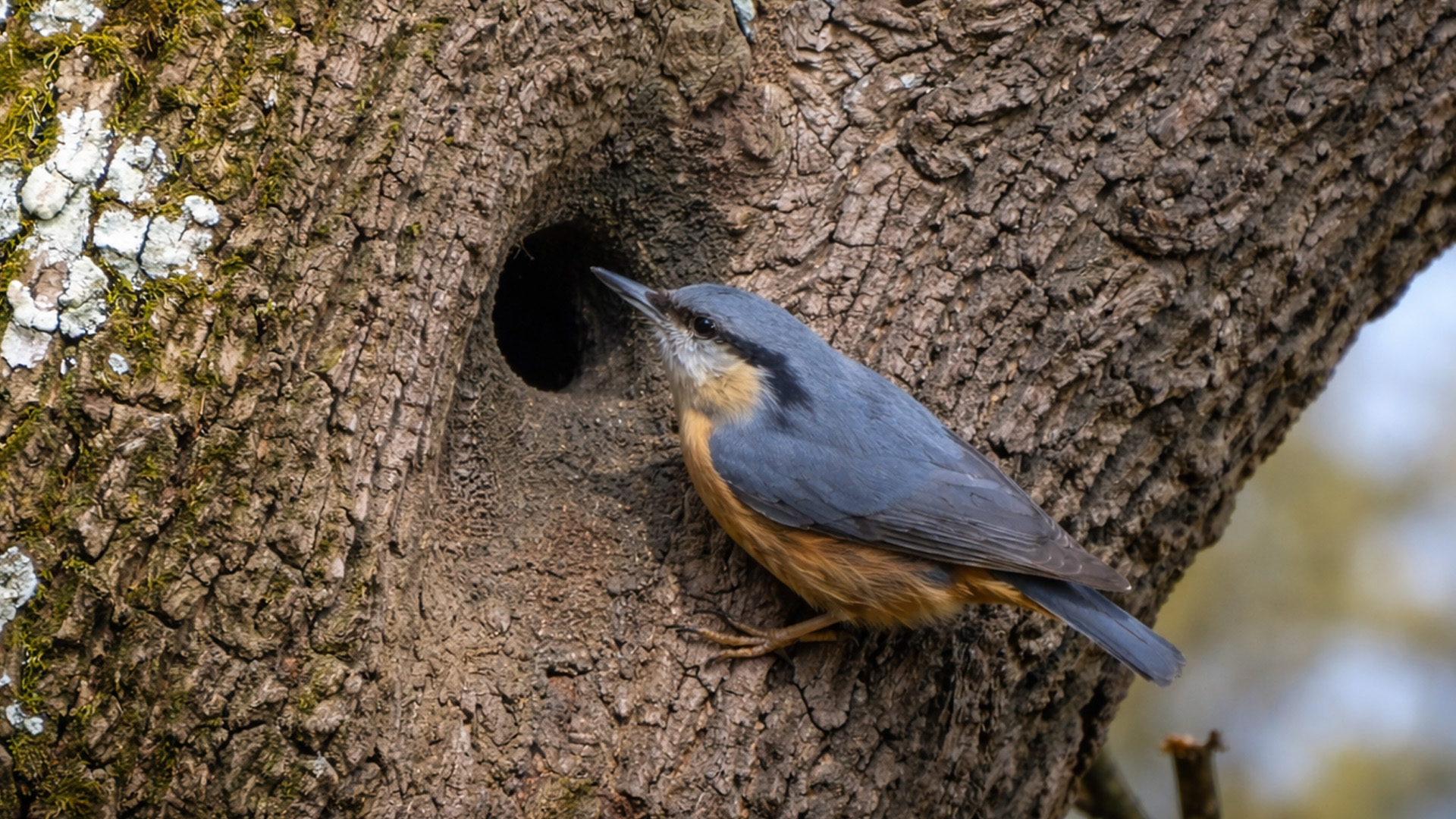 This bird checked its nesting cavity