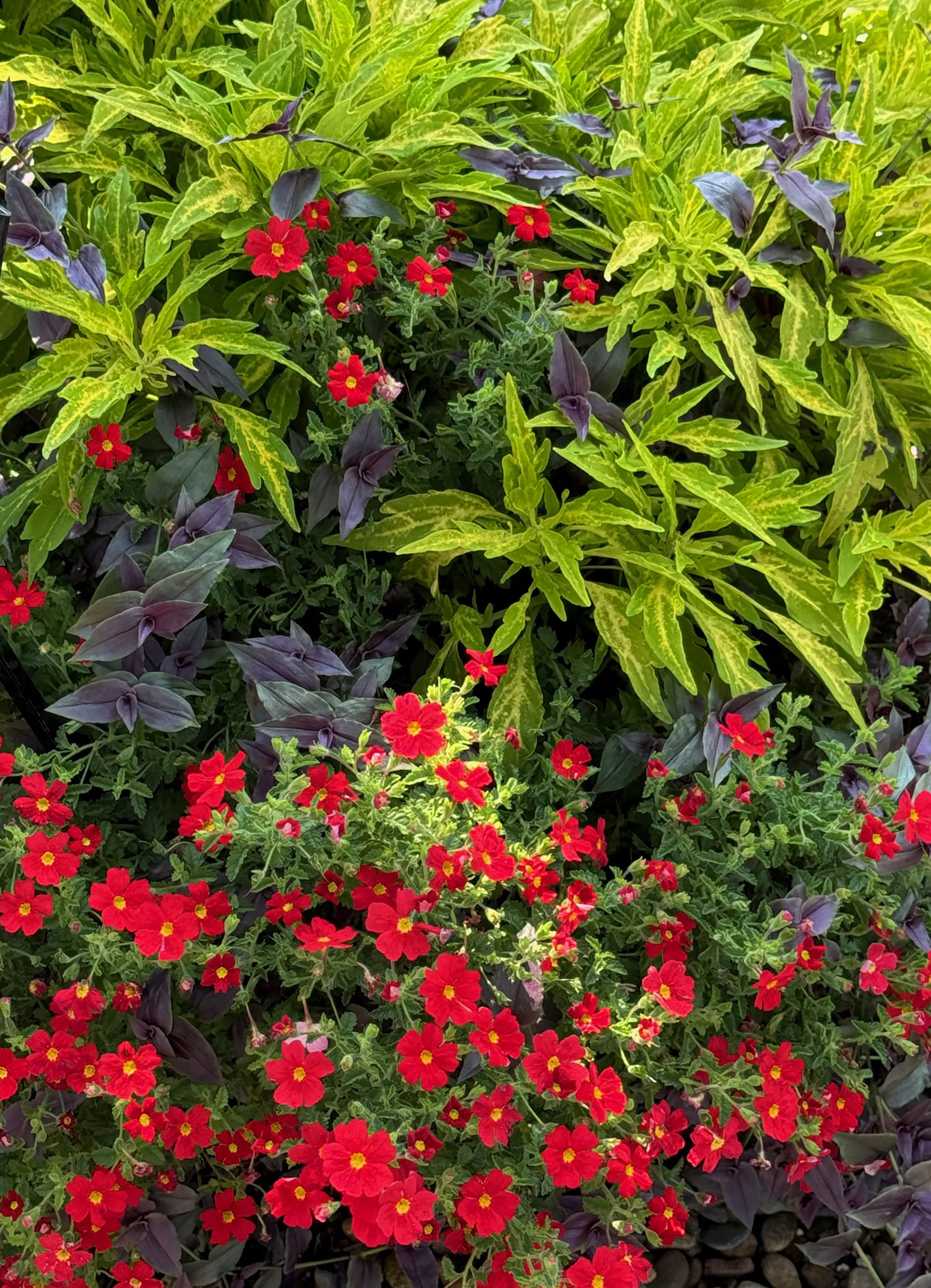 On gardening: Safari Dusk named 'Annual of the Year'