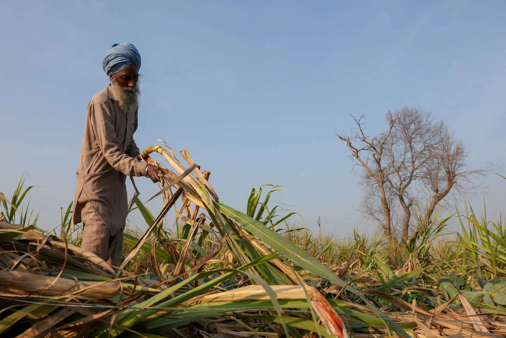 Economic survey backs voluntary crop diversification over MSP tweaks