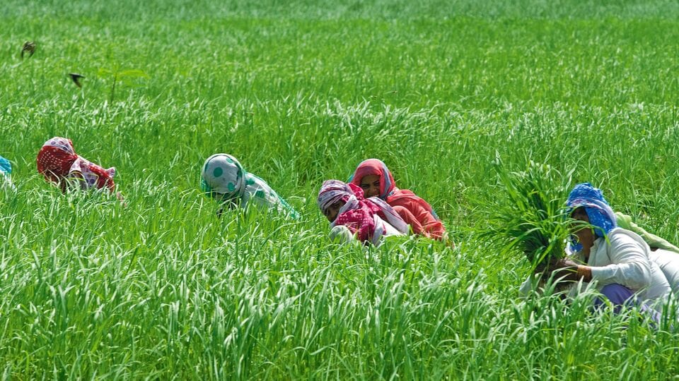 Economic survey pitches climate-resilient, market-linked reforms to ...