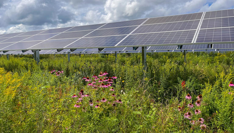 Solar farms can be havens for rare plants. Just ask the threecorner ...