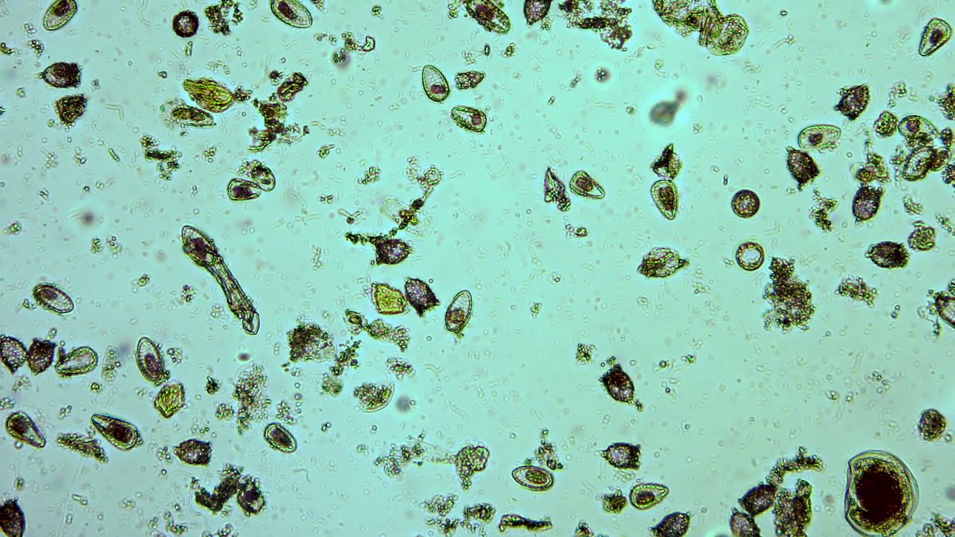 Why scientists want to fertilize the sea