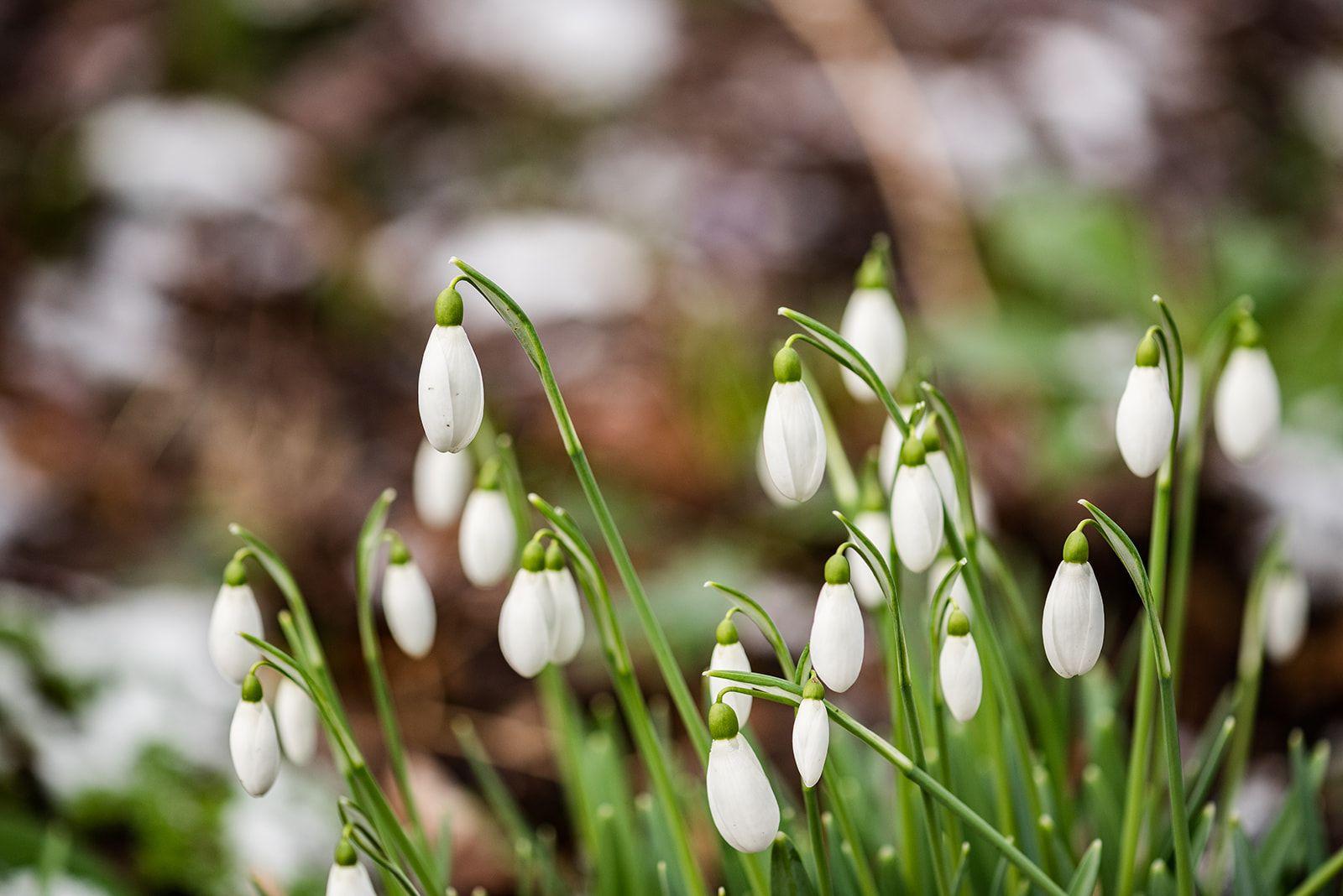 Enjoy the first signs of spring at Boughton Gardens with the National ...
