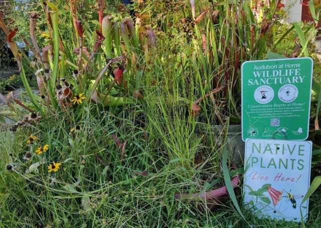 Homeowner shares clever way they bypassed their HOA's lawn rules ...