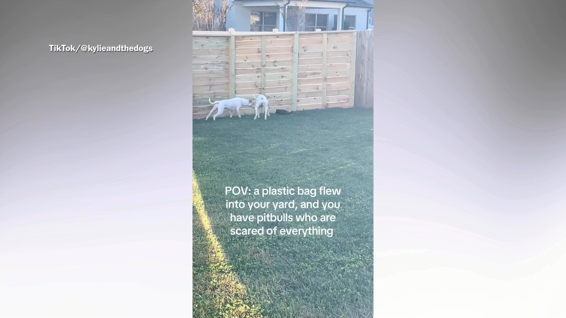 Terrified pit bulls see plastic bag outside, hysterics over their reaction