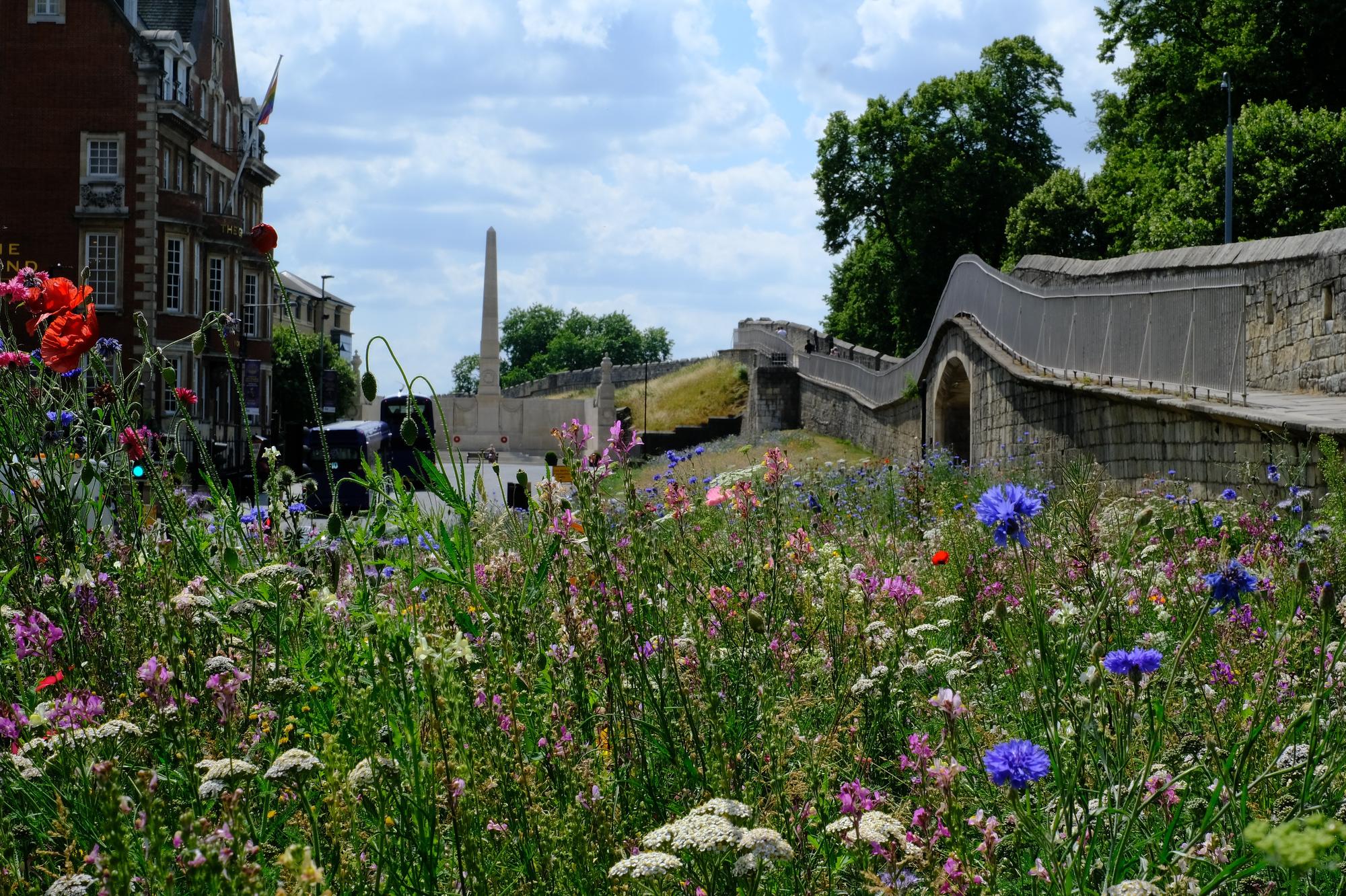 'Burst of joy' - expansion of wildflower displays on York's bar walls ...