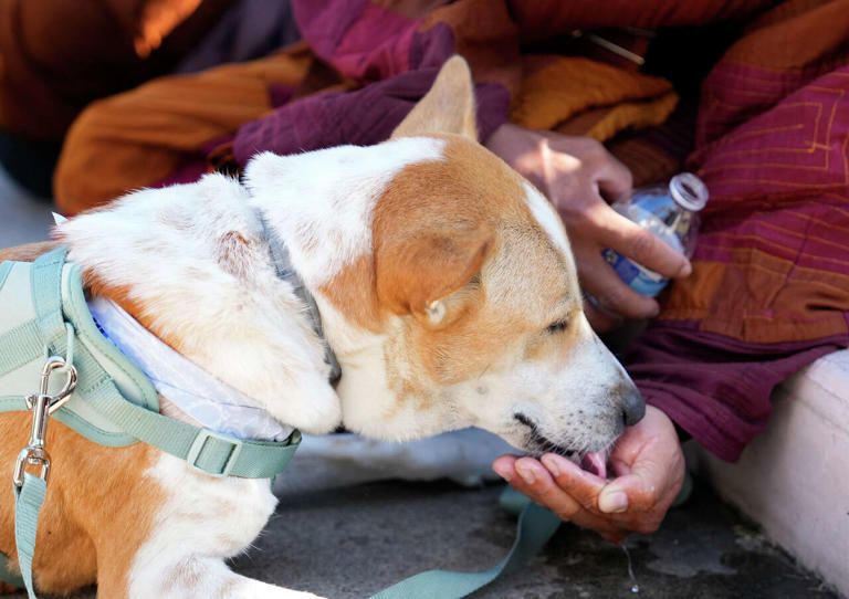 Meet Aloka, the dog walking 2,300 miles for peace with a group of ...