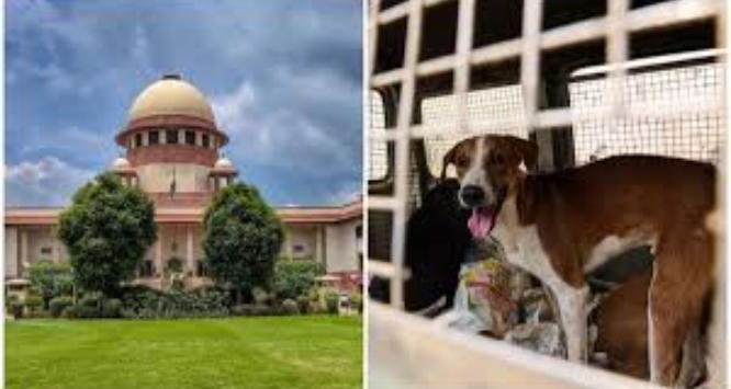 Supreme Court reserves verdict on pleas seeking changes to stray dogs case