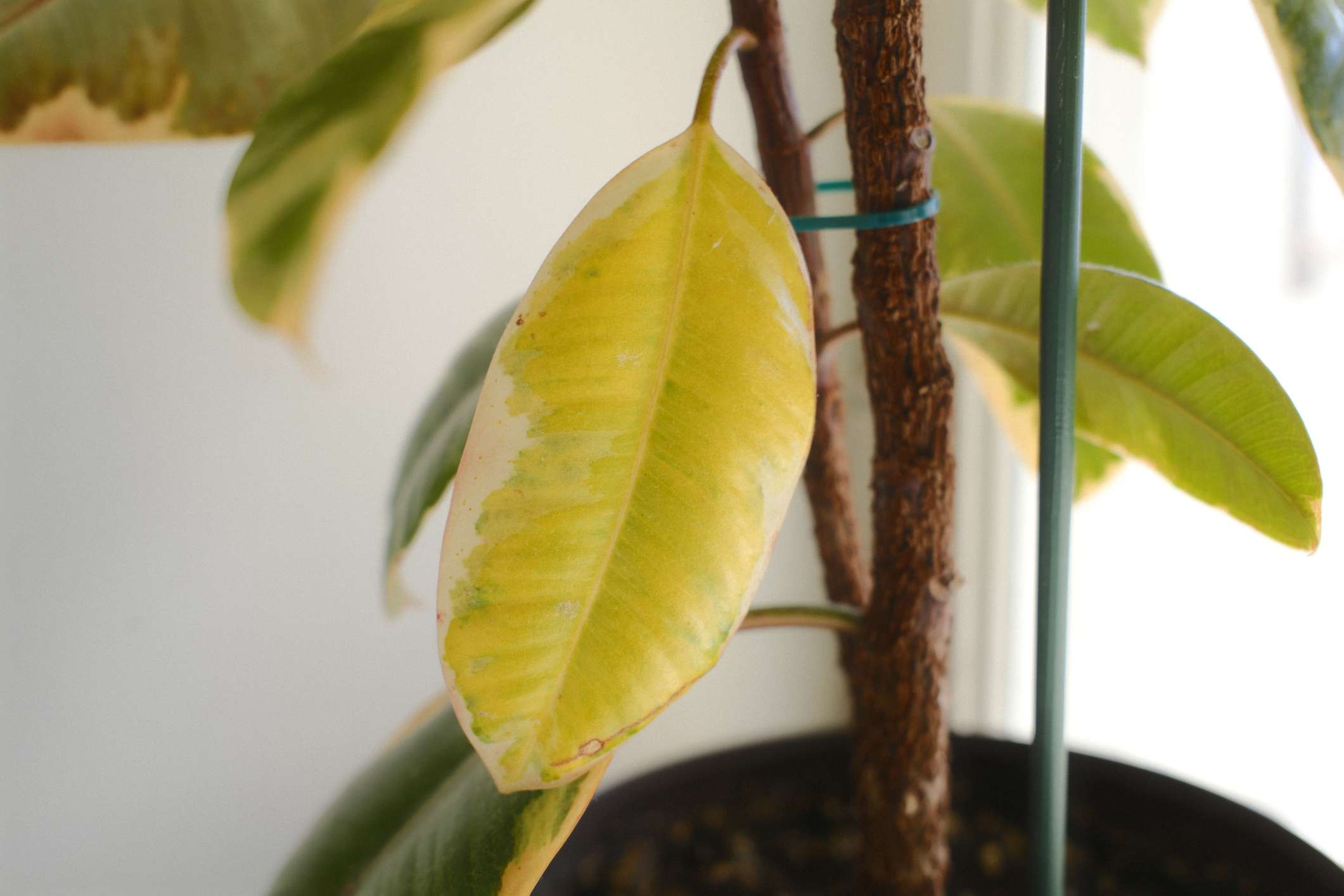 Why ficus leaves turn yellow—and how to fix it before it gets worse
