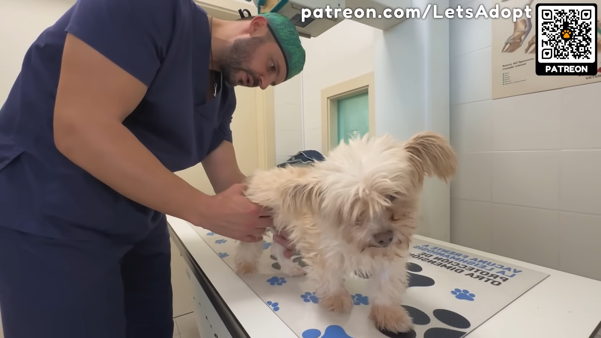 Rescue day at the Great House: Fluffy’s operation and a happy update