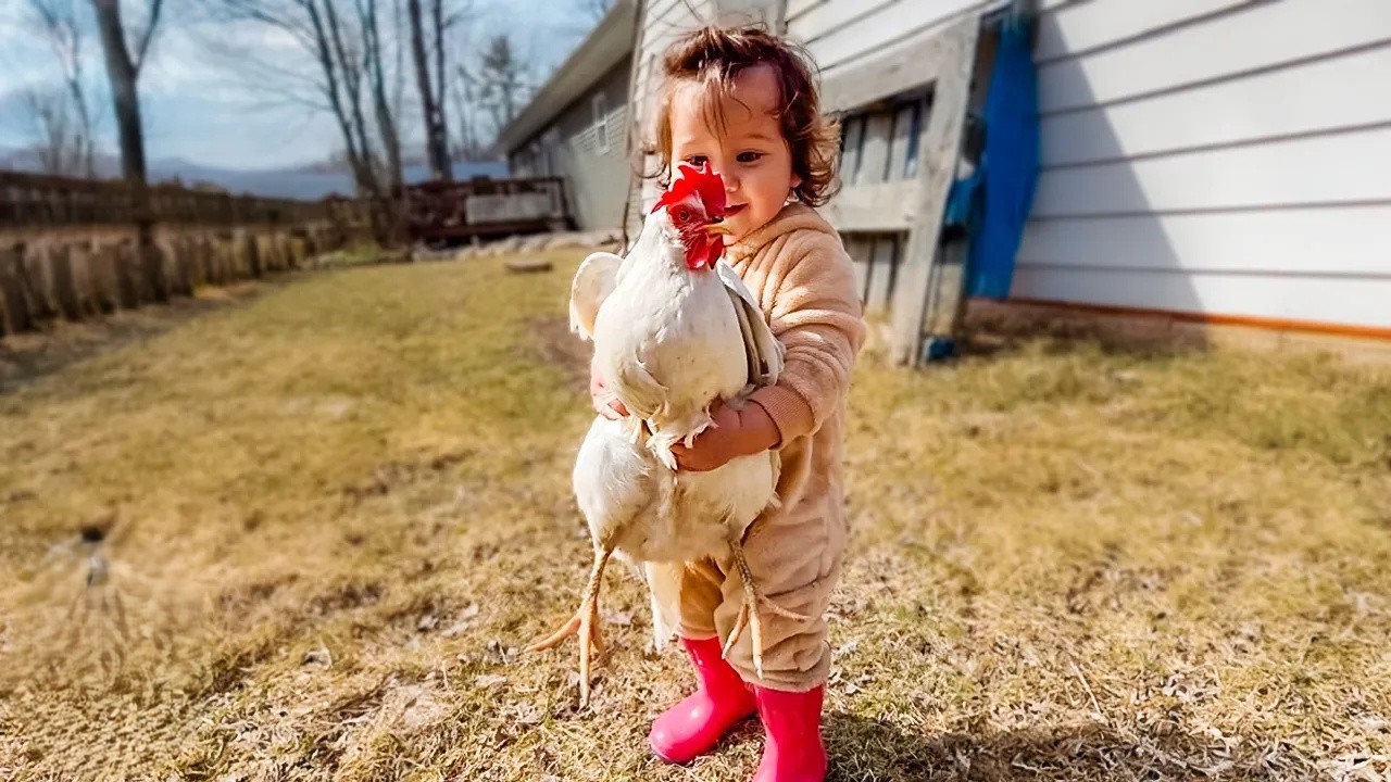 Chickens wait at the door for their sister girl - and she knows every ...